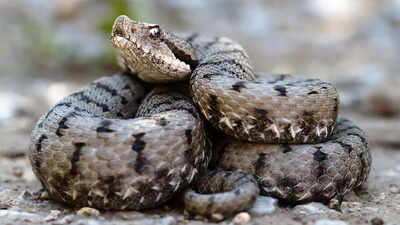 Snakes: Understanding the evolution of snakes: From lizards to ...
