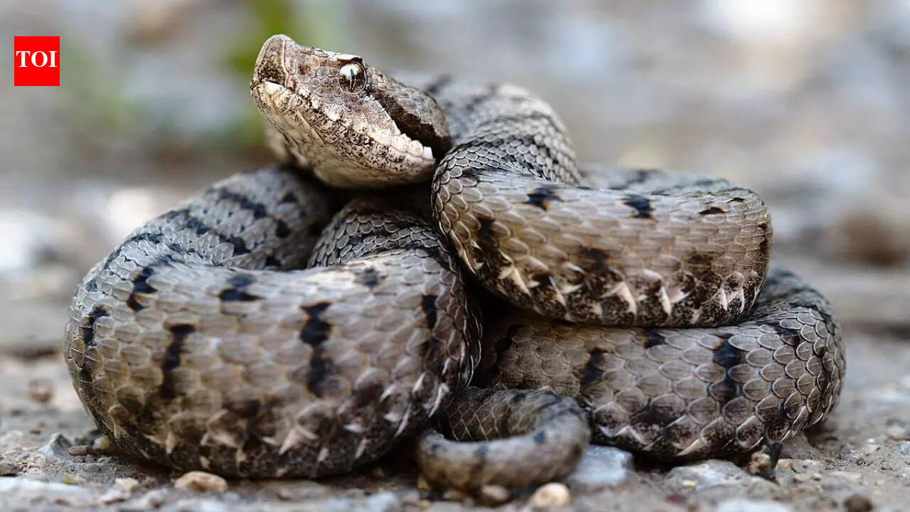 Snakes: Understanding the evolution of snakes: From lizards to ...