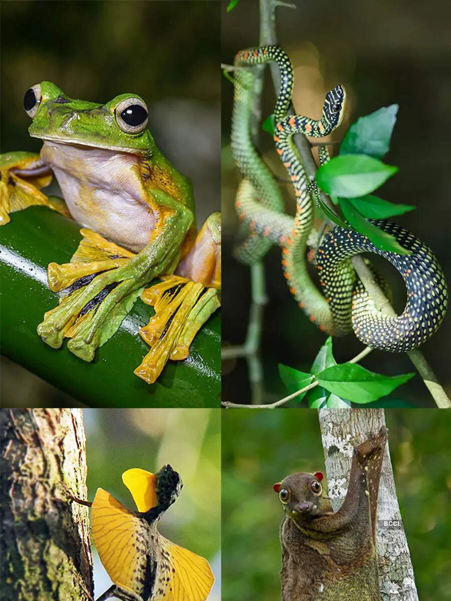 8 animals with wings | Times of India