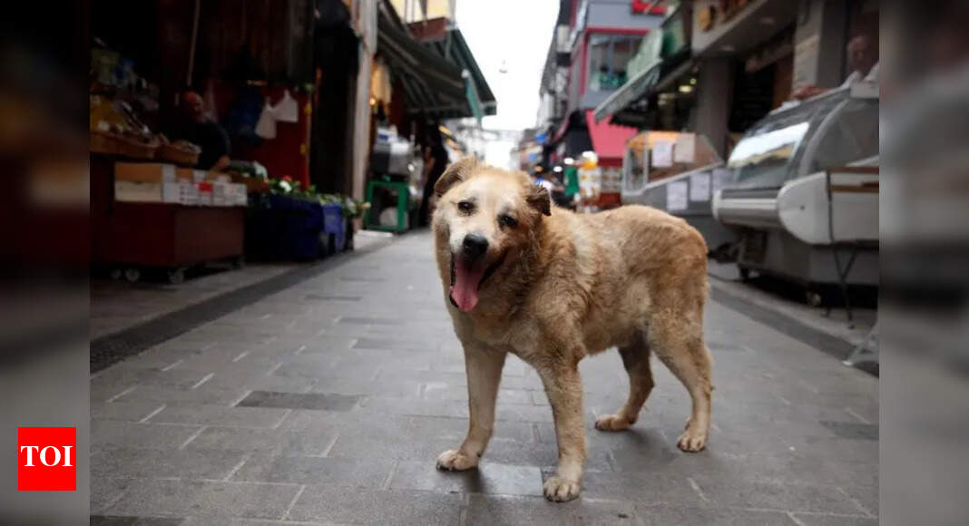 How they care for community dogs | Bengaluru News - Times of India