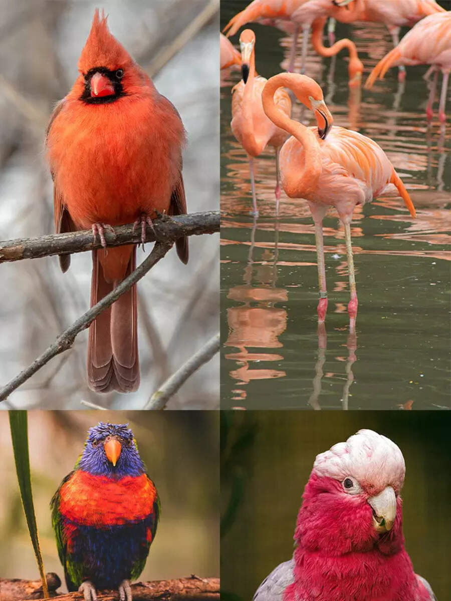 10 animals with striking red shades | Times of India