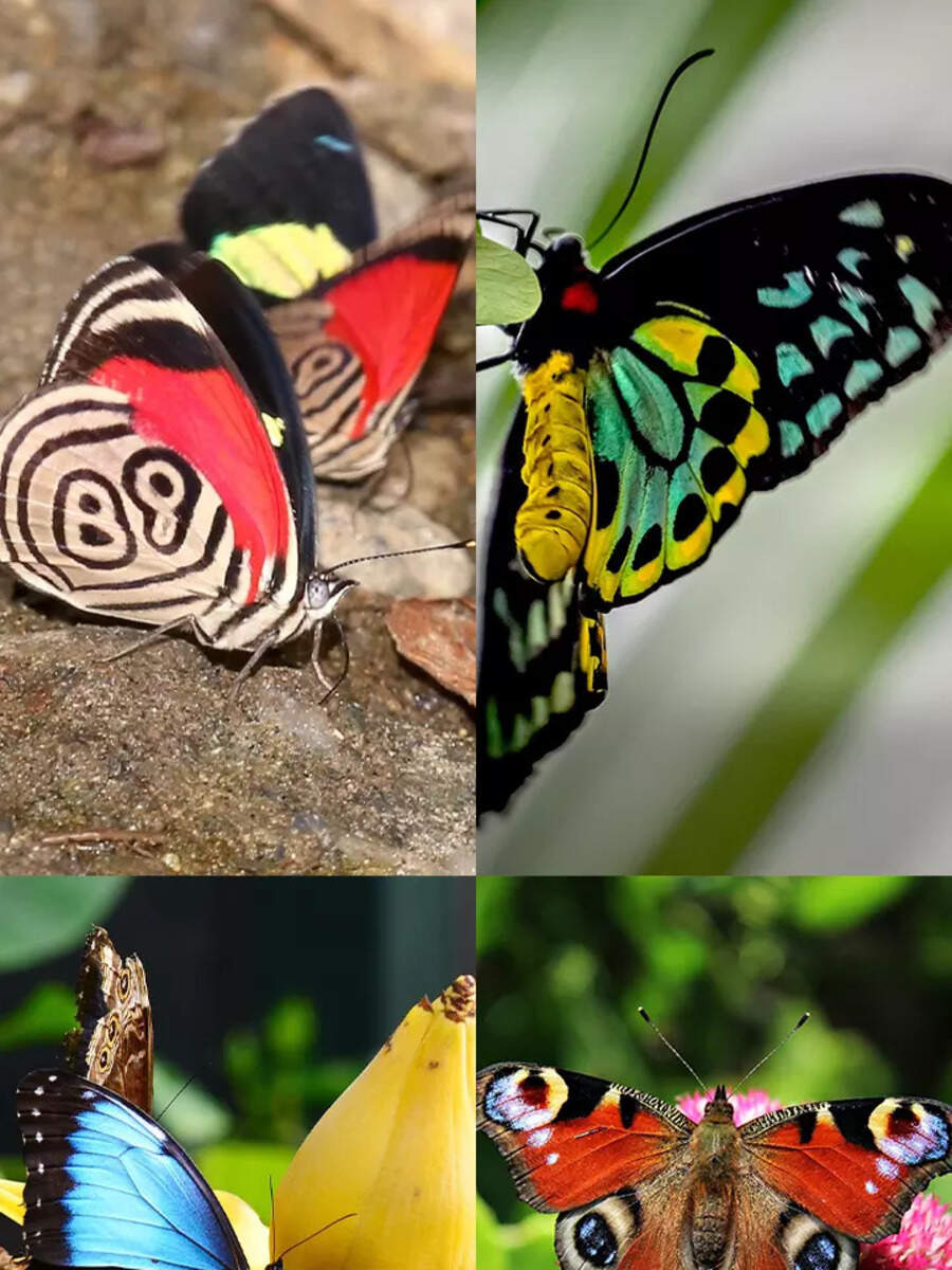 10 most extraordinary butterfly species | Times of India