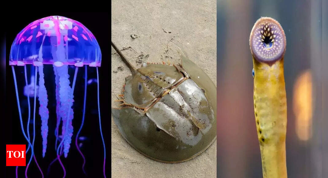 Top 10 prehistoric animals that are still alive today | - Times of India