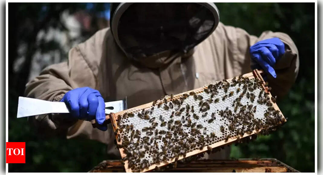 'Bees starving' in dismal year for French honey - Times of India