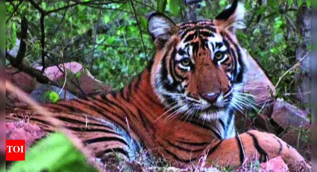 'Tiger that strayed into Rewari may be relocated to Ramgarh if caught ...