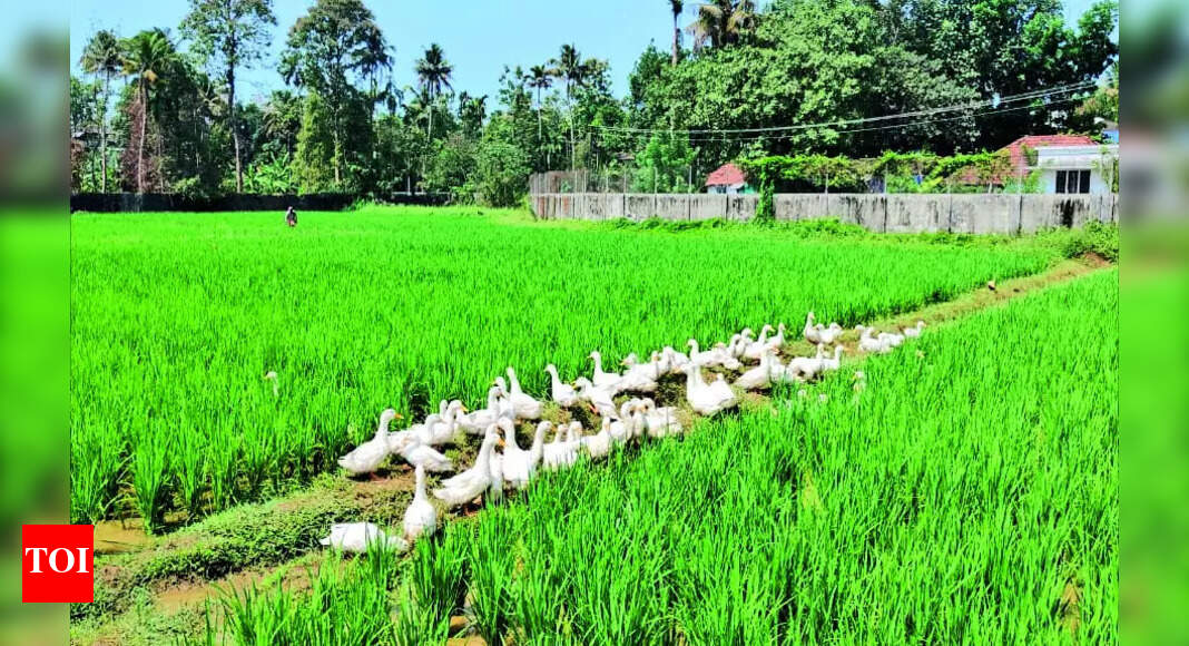 Carbon-Neutral Farming Practices: Farm fest to highlight carbon-neutral ...