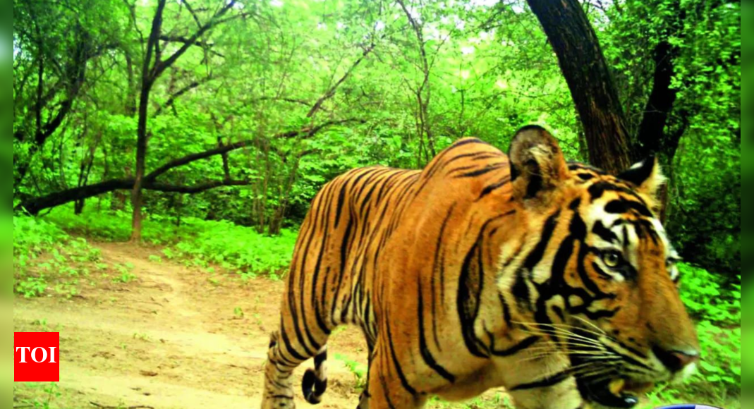 Haryana forest department to tranquilise and relocate Sariska tiger ...
