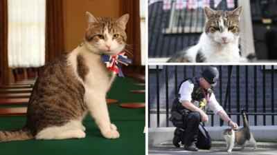 Who is Larry the cat? Downing Street’s beloved feline, who witnessed ...