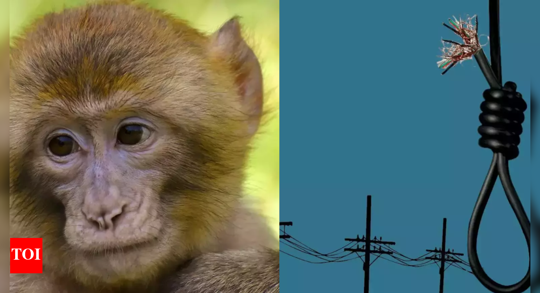 Monkey dies of electrocution in MP village; locals hold traditional funeral | India News - Times ...