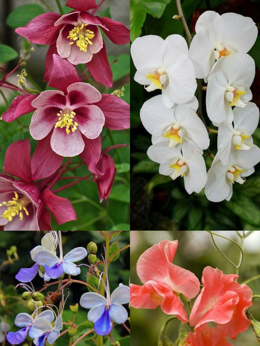 10 Beautiful Flowers That Look Like Butterflies | Times Now