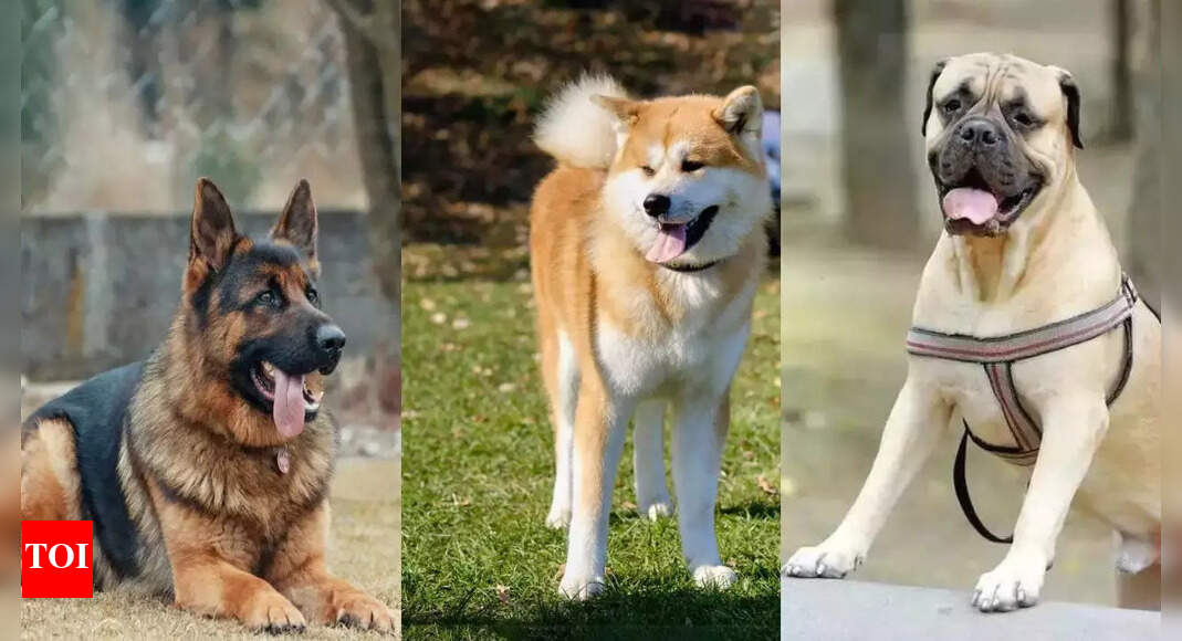 International dog day 2024: Top guard dog breeds for your security ...