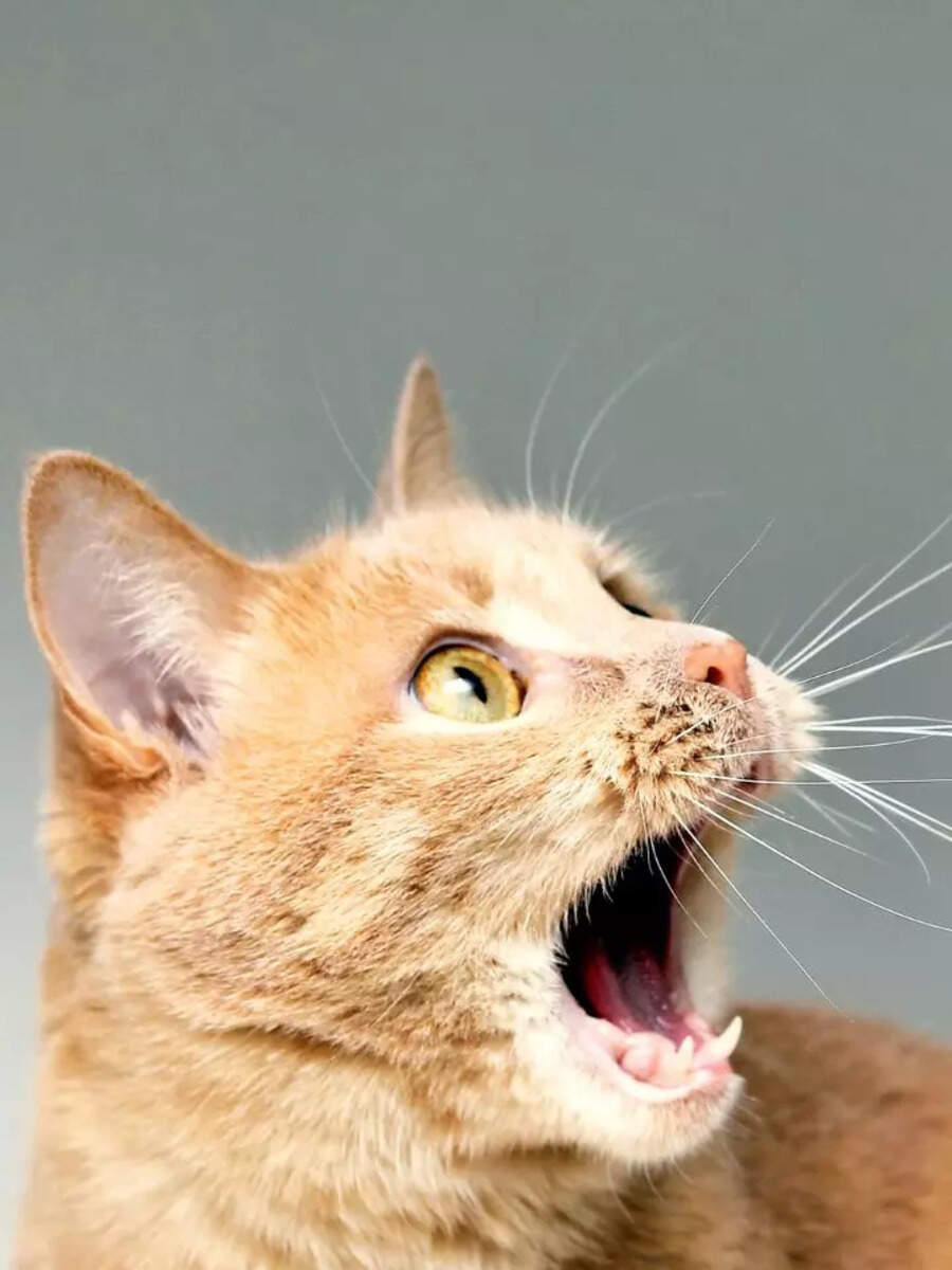 8 animals that can spread rabies | Times of India