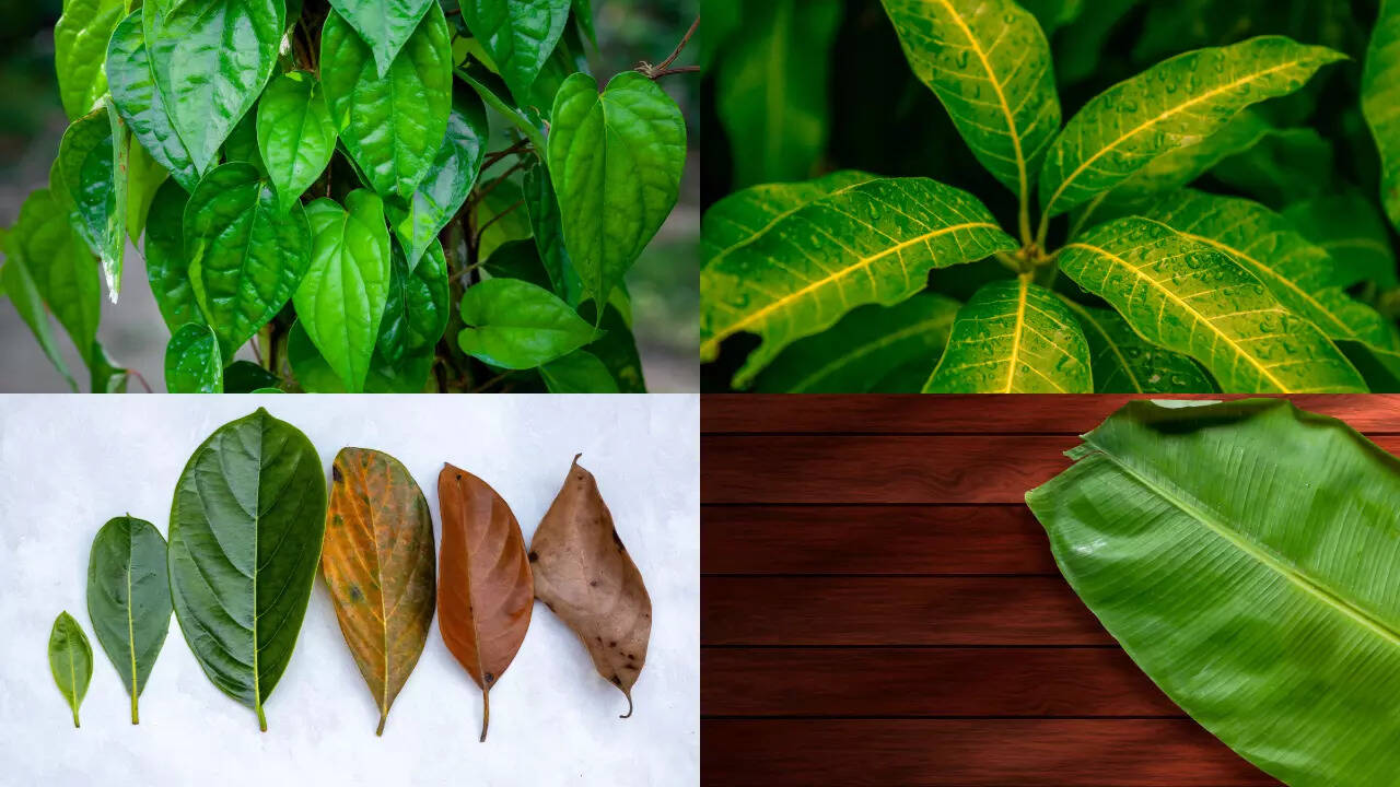 Diffe Types Of Indian Leaves With Names And Pictures - Infoupdate.org
