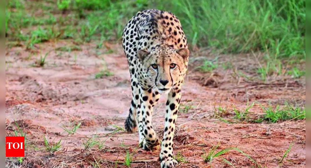 Tragic end for 'Ghumakkad' Pawan: Kuno's adventurous cheetah found dead ...