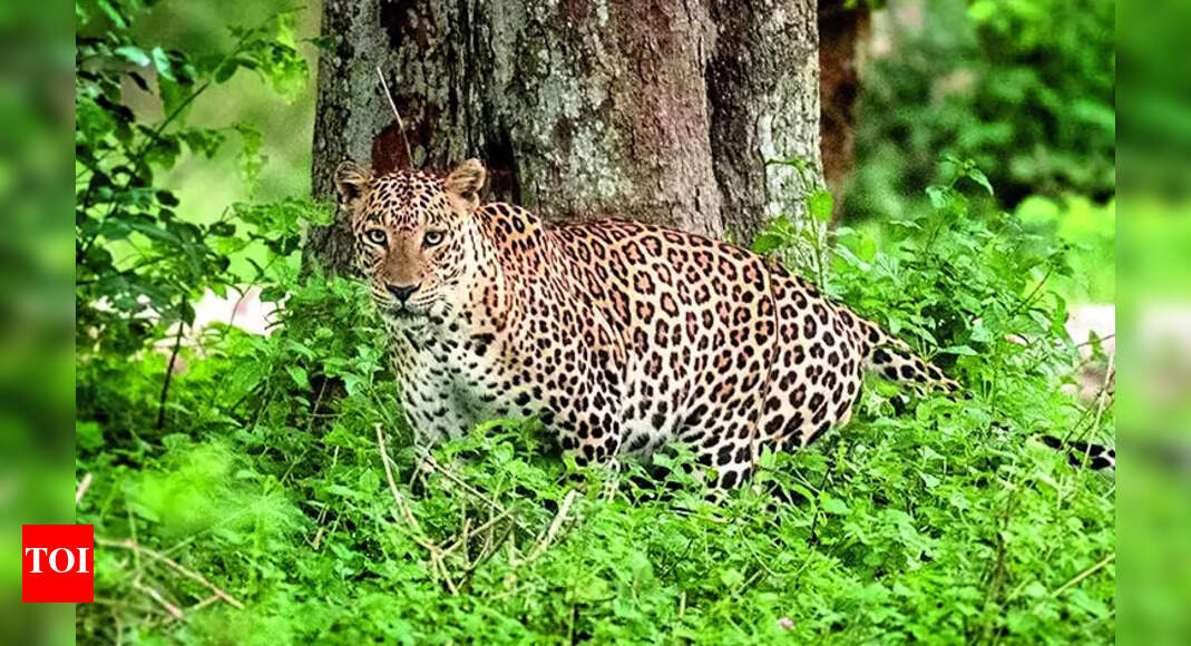 Leopard Attacks: Forest Department Urges Locals to Follow Leopard ...