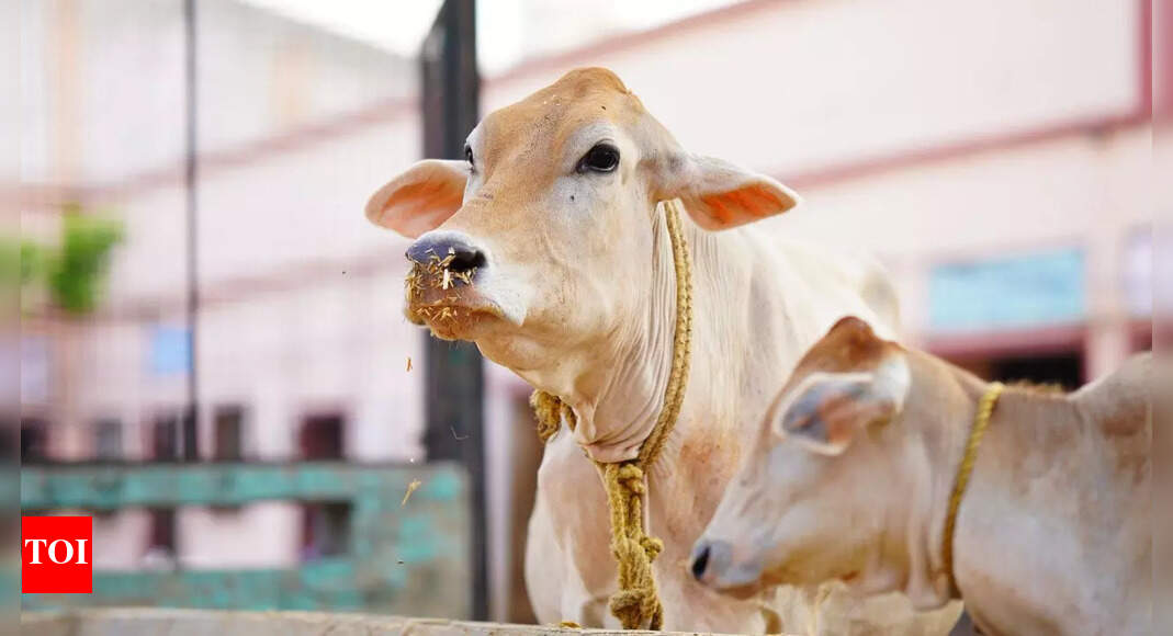 Viral video shows group of persons throwing cows into MP river; four ...