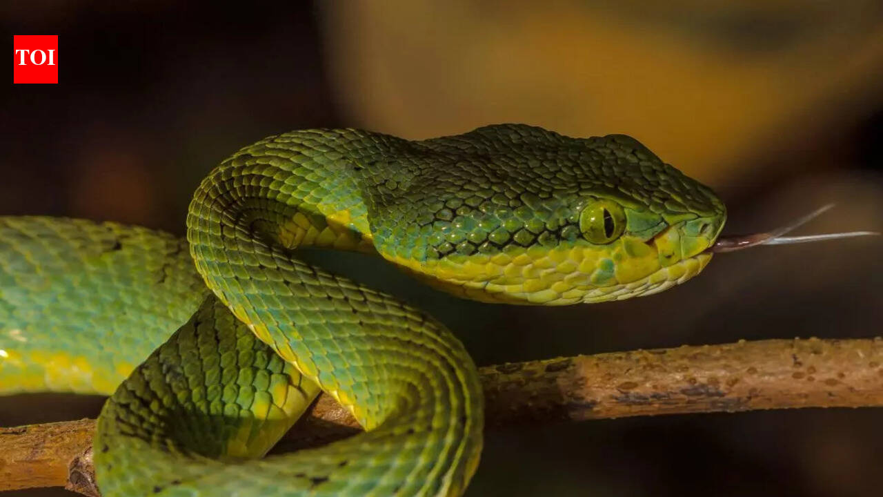 10 most poisonous snakes found in India