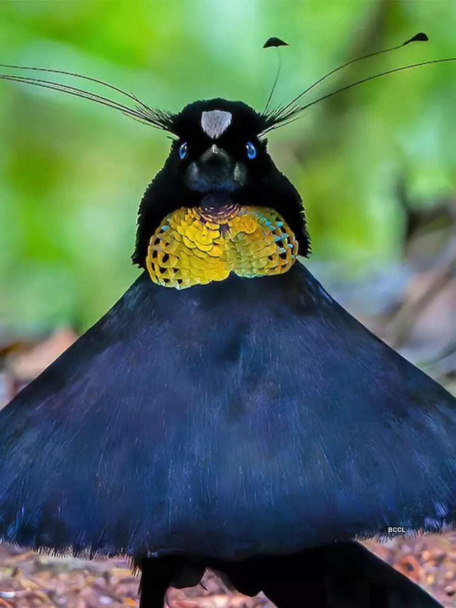 Western parotia males clean and dance to attract mate | Times of India