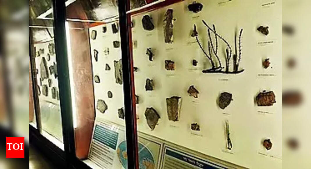 BSIP Museum: BSIP museum to take you back to dino era | Lucknow News ...