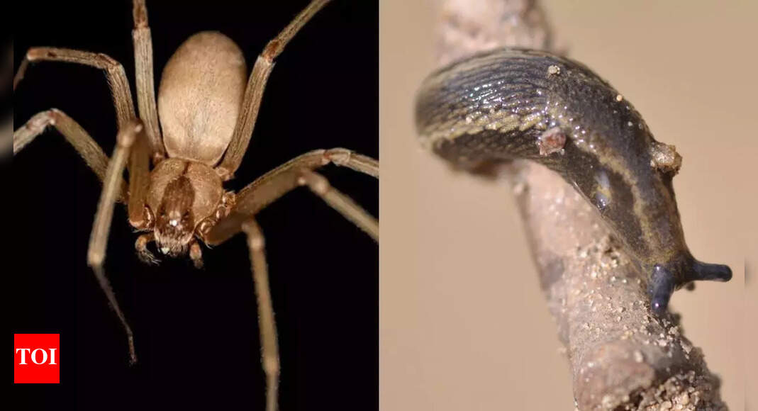 From spiders to slugs: Recent discoveries that showcase nature’s ...