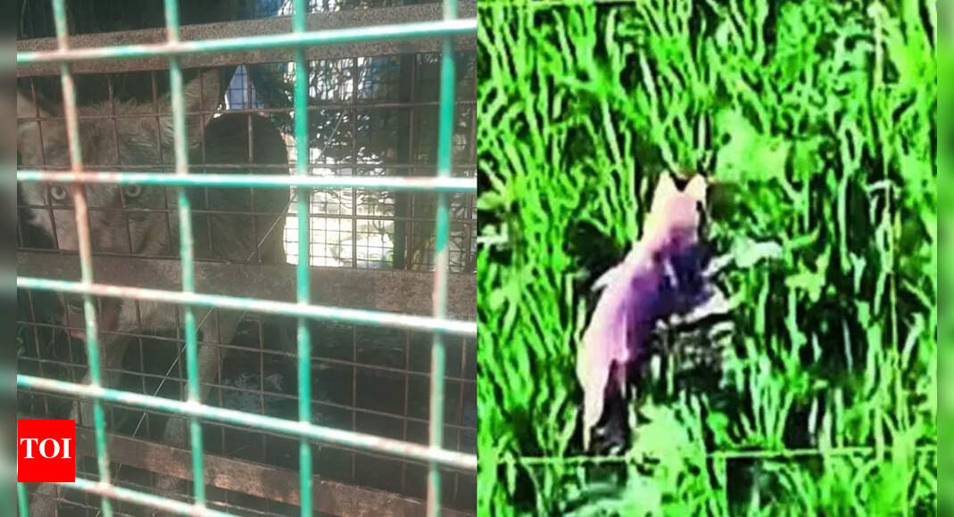 7 killed in 47 days: Forest teams capture killer wolf in Uttar Pradesh ...