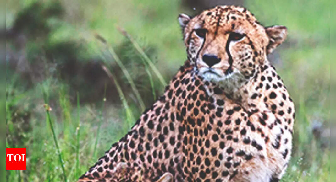 Pawan’s death casts cloud on wilding of 24 cheetahs in bomas | Bhopal ...