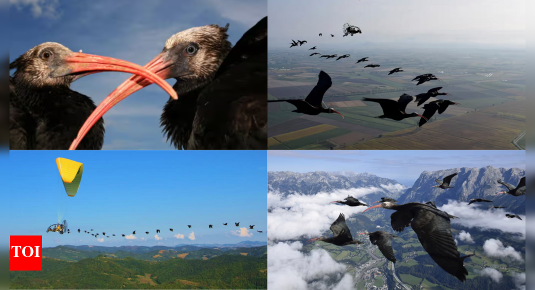 Once nearly extinct, scientists now using gliders to teach northern ...