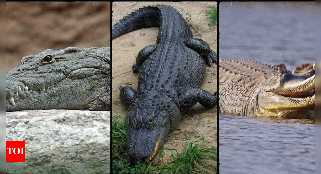 Crocodiles vs alligators vs gharials: Know the key differences ...