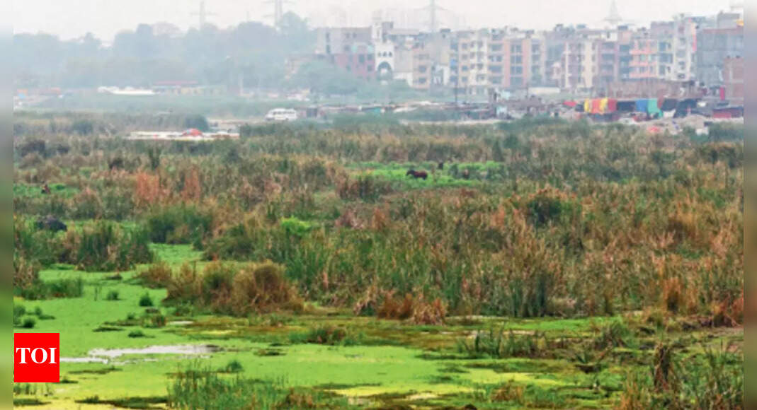 75% of Delhi's Yamuna floodplain is encroached upon: DDA | Delhi News ...