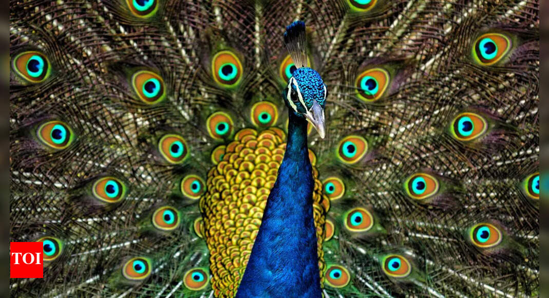 5 lesser-known fascinating facts about peacocks: Discover their unique ...