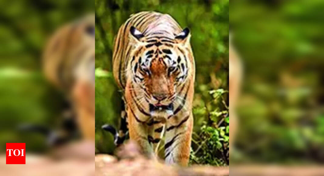 Tiger Deaths: 47 Tiger Deaths in India: NTCA Report Reveals Alarming ...