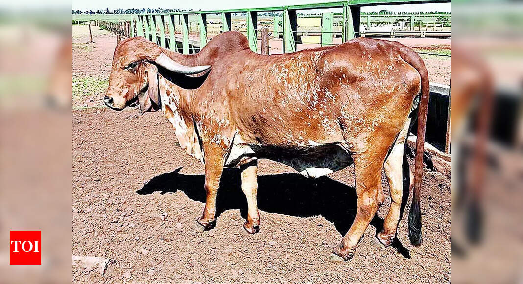 FSSAI: Gir Cow Breeders Urge FSSAI to Review A-2 Order | Rajkot News ...