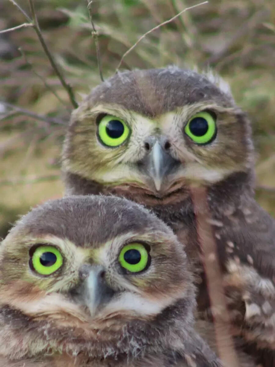 Murder of Crows to Parliament of Owls: 5 Collective Nouns for Birds ...