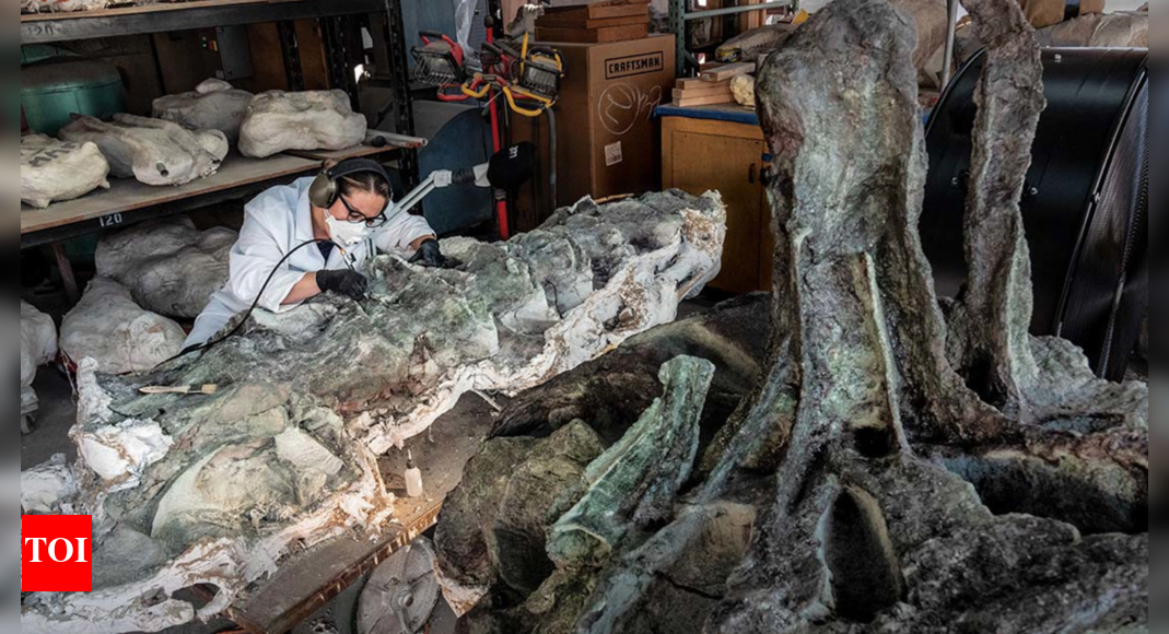 Rare green dinosaur fossil discovered in Utah - Times of India