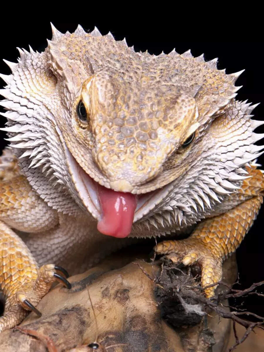 8 animals that look extremely similar to Dragons | Times of India