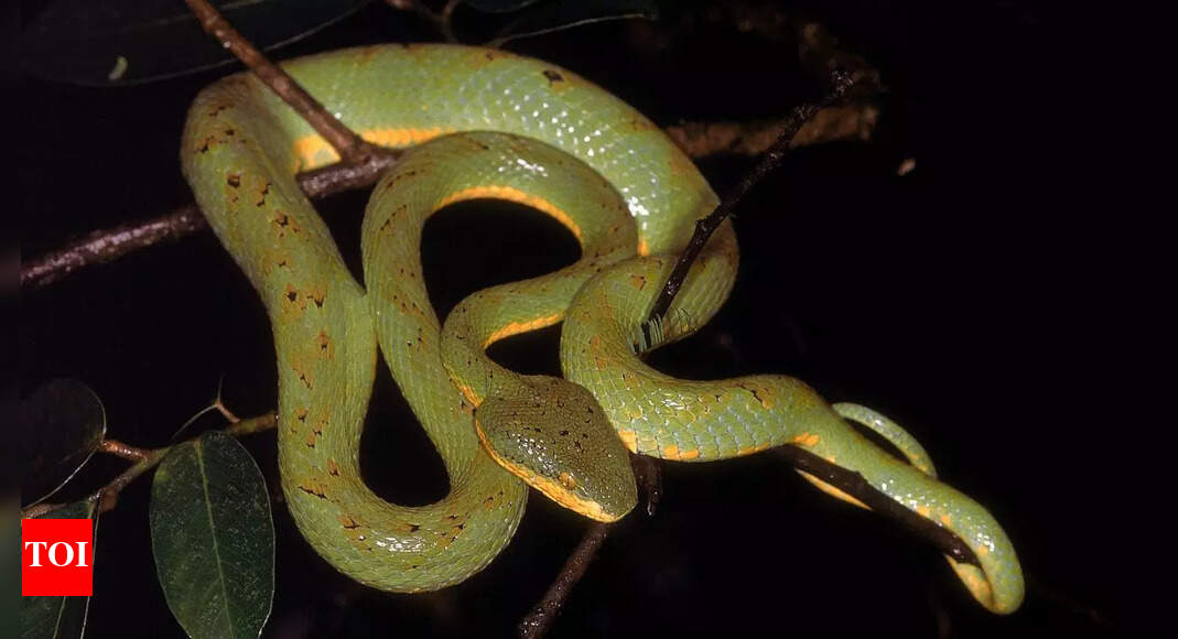 This is how snakes lost their legs | - Times of India