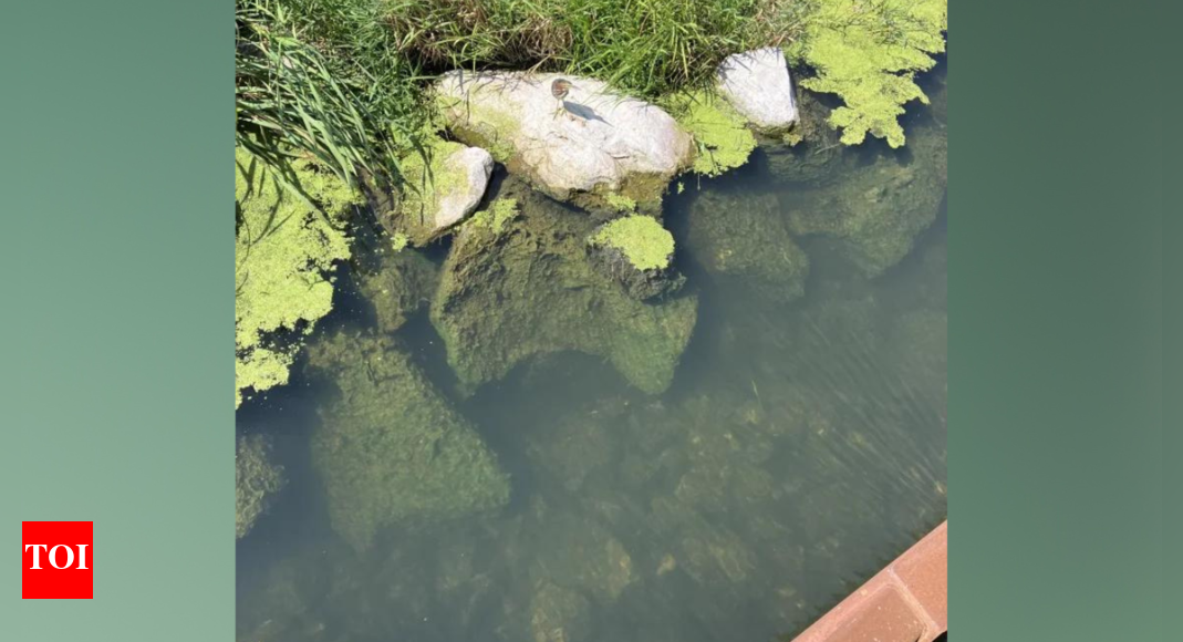 Only a person with excellent vision can spot the turtle in under 12 ...