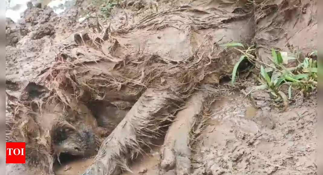 18 monkeys brutally shot dead in Chhattisgarh village, authorities ...