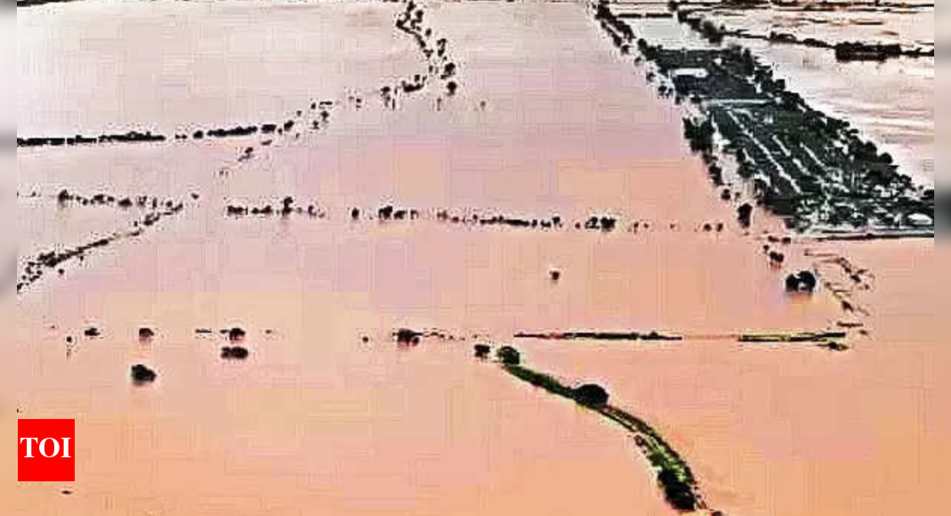 Rains cause extensive crop damage in Andhra Pradesh | Vijayawada News ...