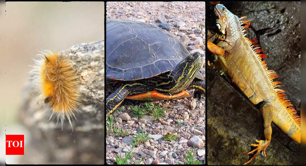 7 animals that can freeze and still come back to life | - The Times of ...