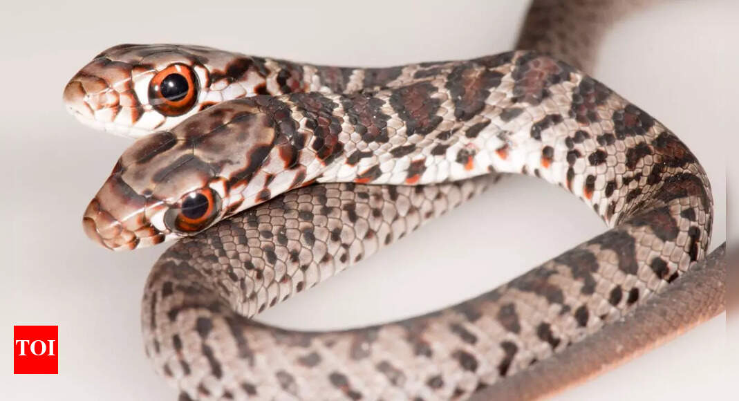 Do two-headed snakes exist? Unveiling the truth | - Times of India