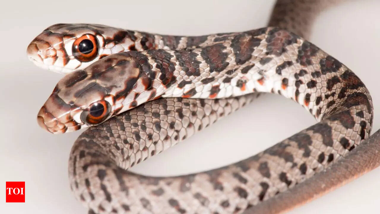 Real Multi Headed Animals