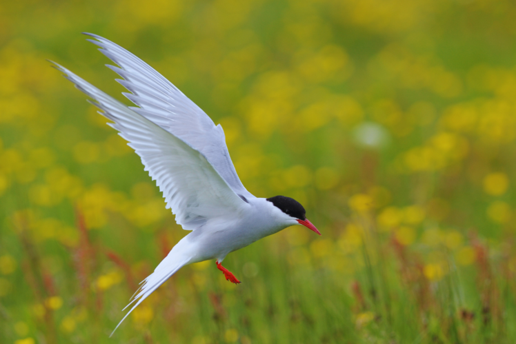 5 wildlife migrations from across the globe worth witnessing | Times of ...