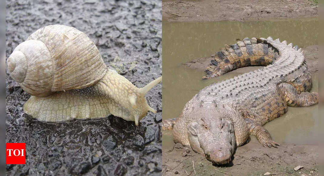 Animals that hibernate in summer to survive the heat | - The Times of India