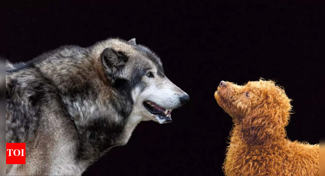How dogs and wolves are different from each other | - Times of India