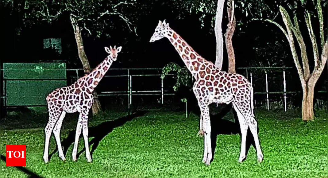 Giraffes: Nandankanan introduces giraffes from Kol zoo for 'African ...
