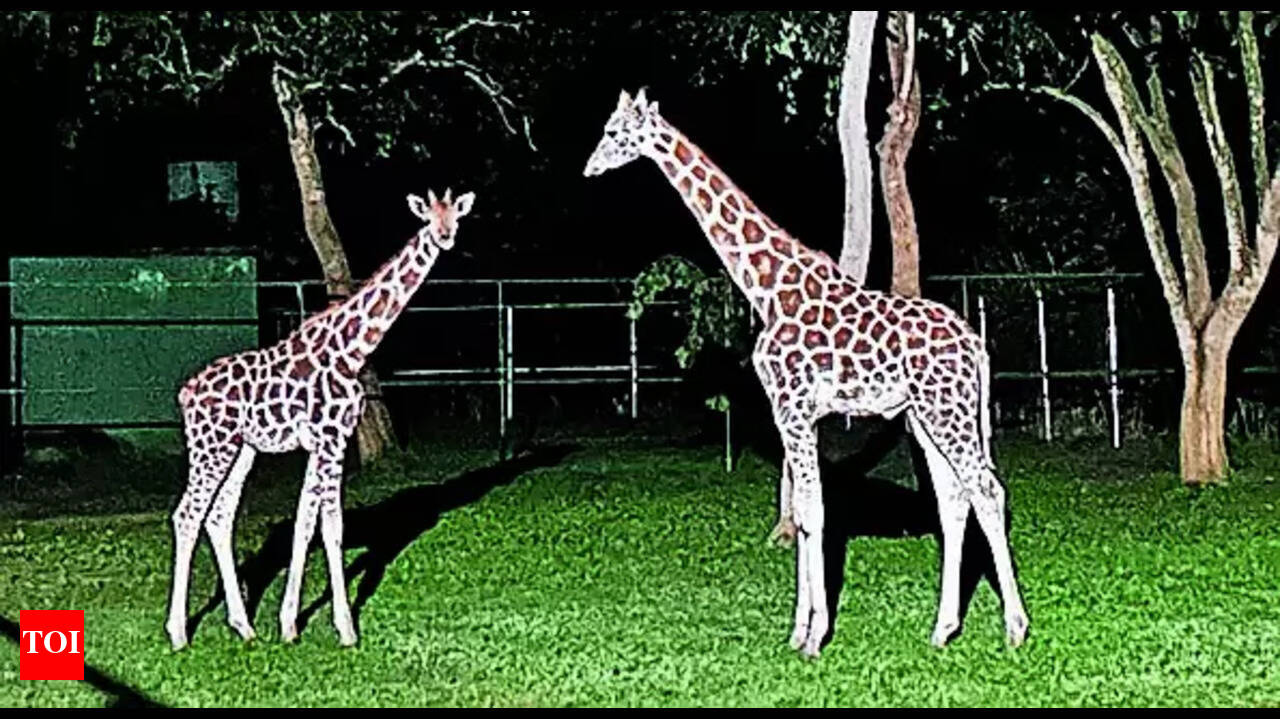 Which Zoo In India Has Giraffe