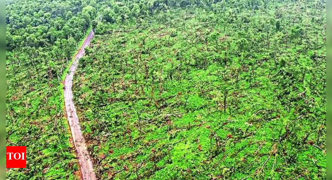Telangana rain: 50k trees in Eturnagaram fall in linear pattern to rare ...