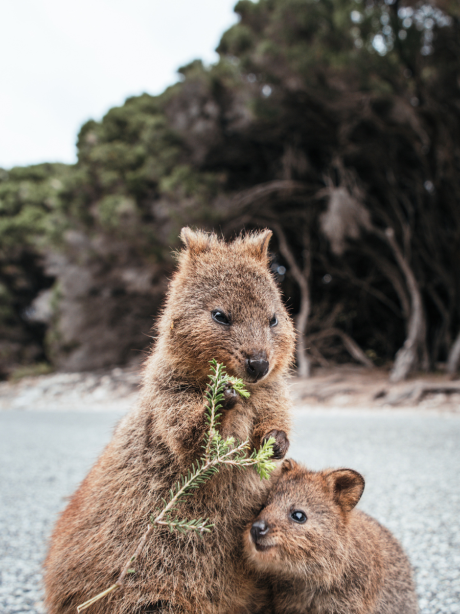 10 most friendly wild animals | Times of India