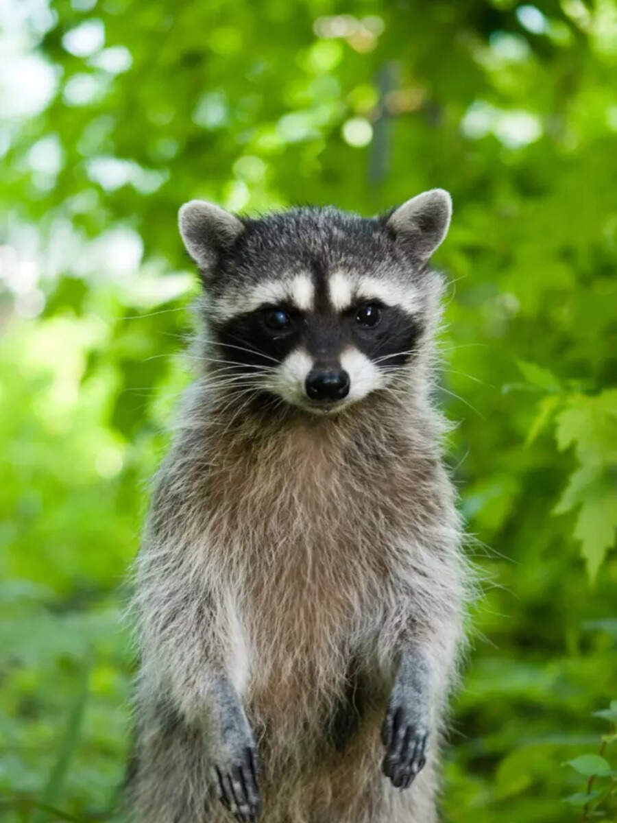 5 Signs You Are Becoming the Human Equivalent of a Raccoon | Times Now